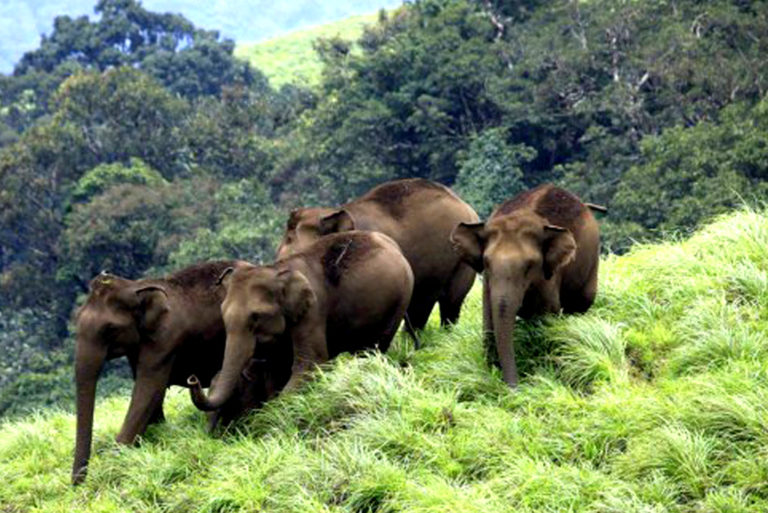 Tour Packages - North Kerala Tour Packages